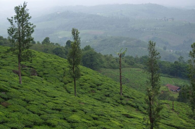 Best Time to Visit Wayanad: A Comprehensive Guide - Keralam Chronicles ...